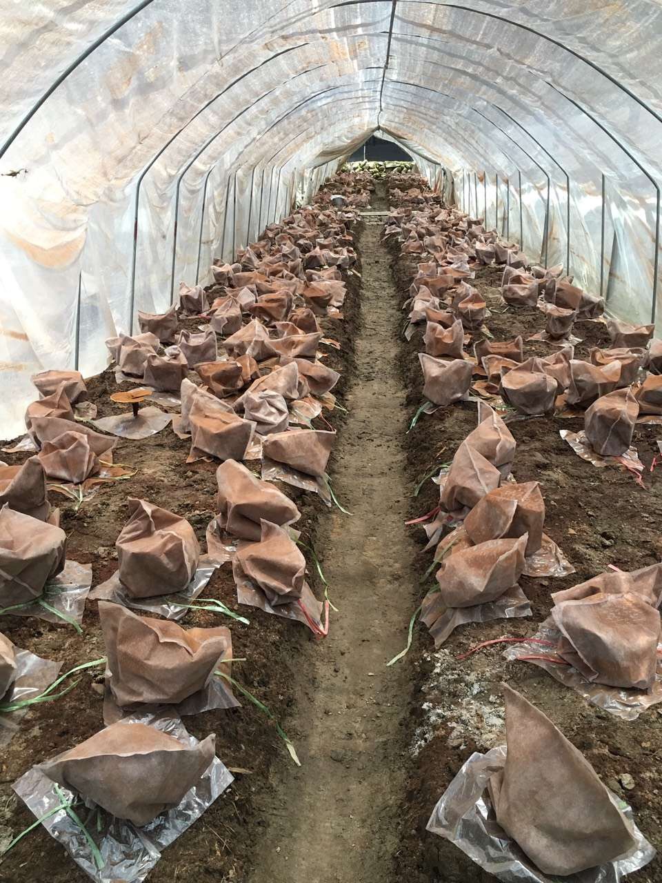 Duanwood Reishi Spore Powder ( Ganoderma Lucidum Spore Powder )